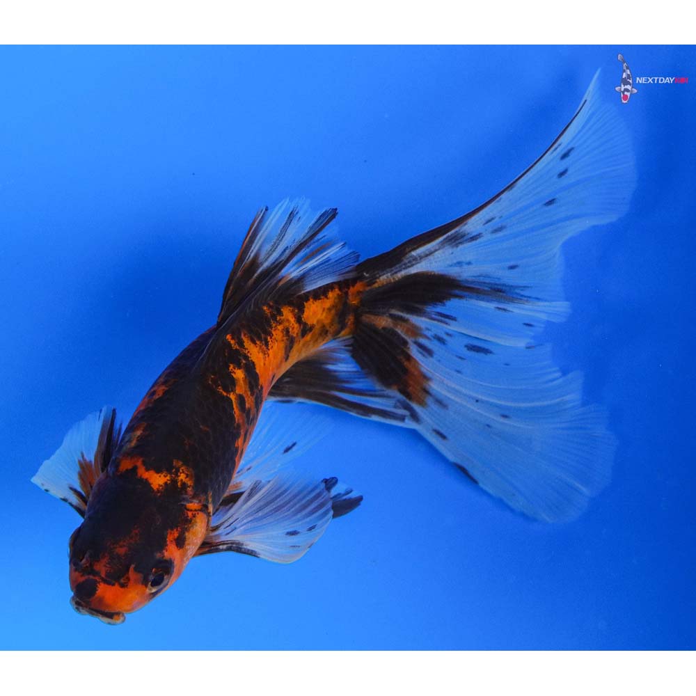 5.5” Imported Bristol Shubunkin | Koi Fish For Sale