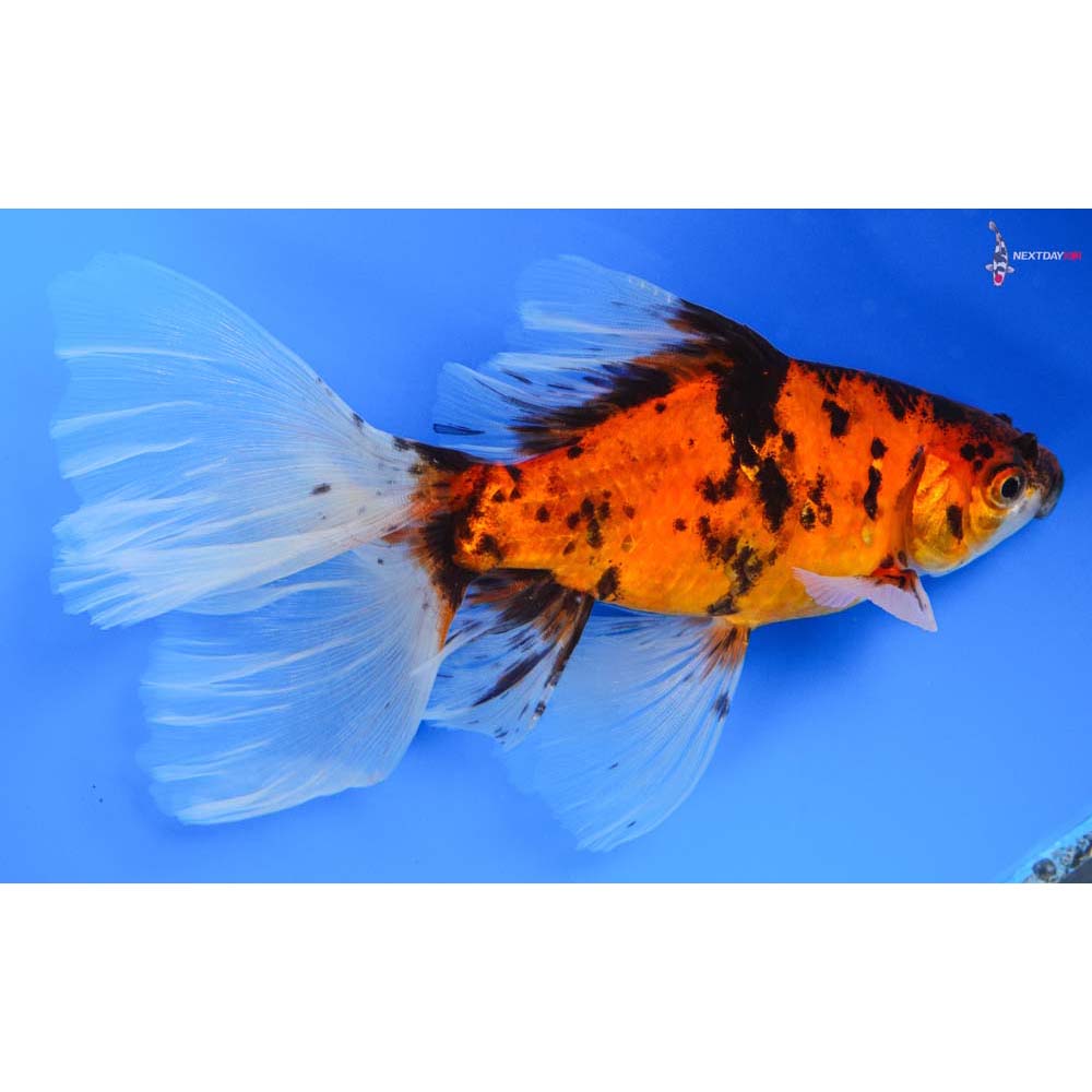 6.5” Imported Bristol Shubunkin | Koi Fish For Sale
