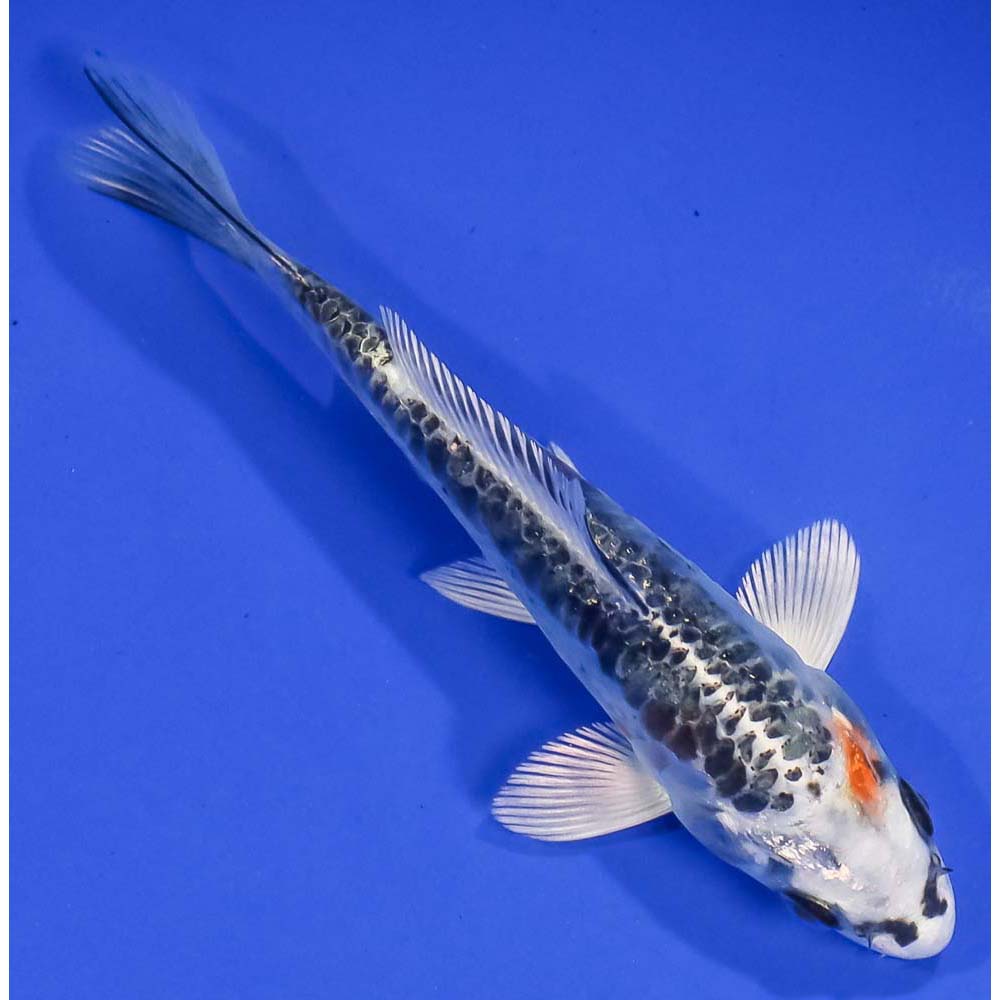 5” Armor Scaled Kin Kikokuryu | Koi Fish For Sale