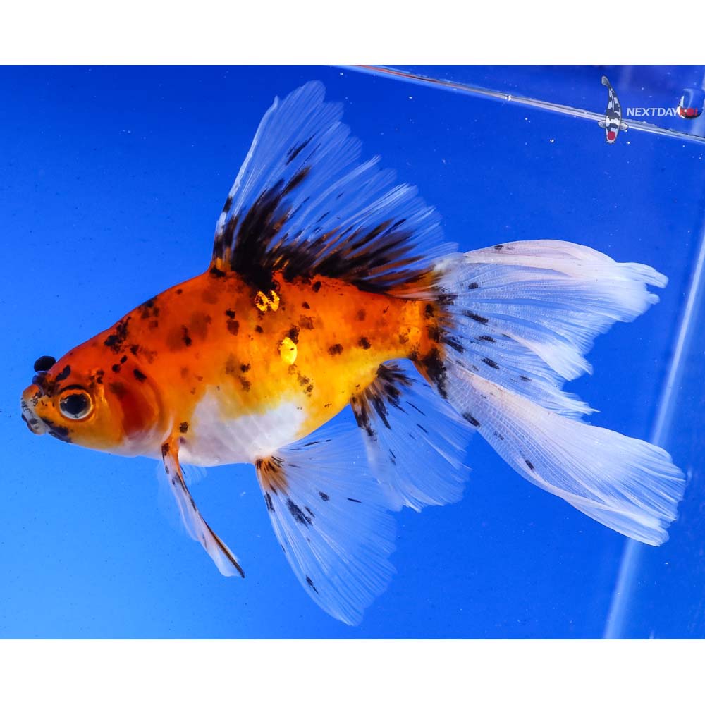6” Imported Bristol Shubunkin | Koi Fish For Sale