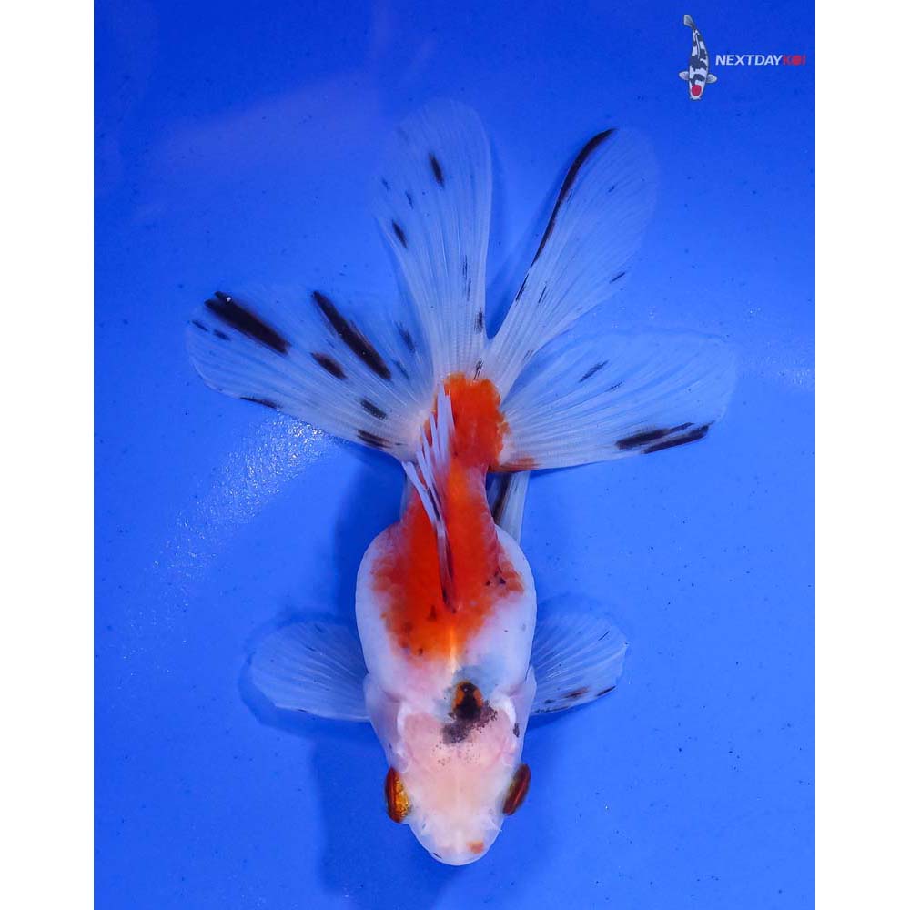 4” Imported Calico Fantail | Koi Fish For Sale