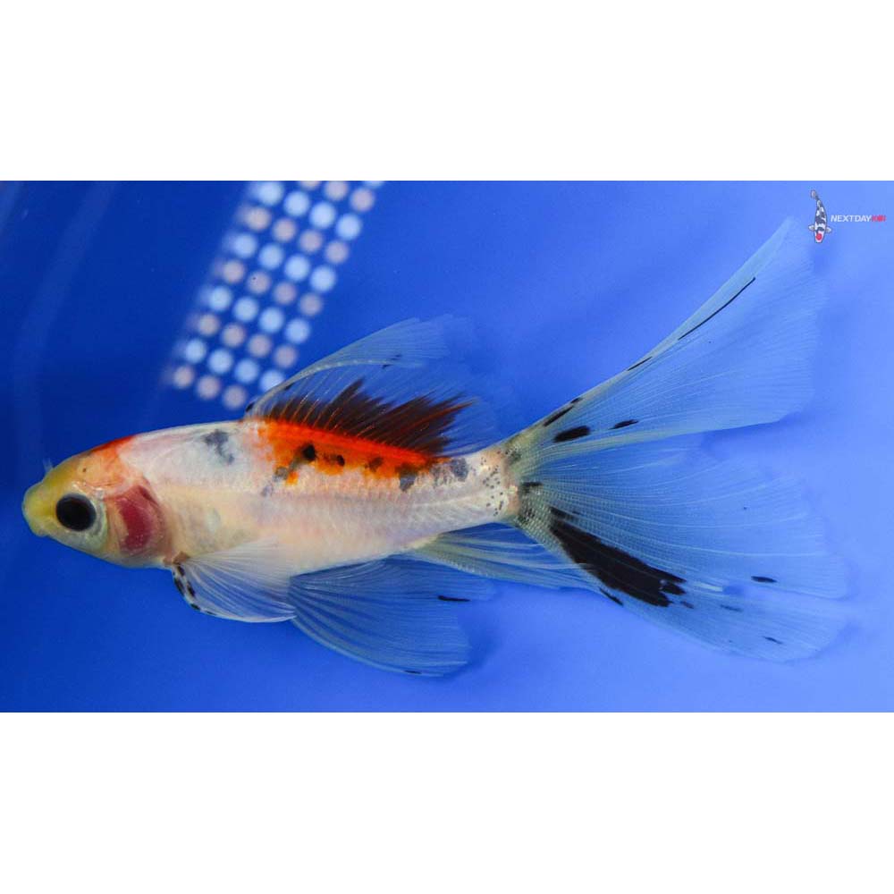 4.5” Imported Bristol Shubunkin | Koi Fish For Sale