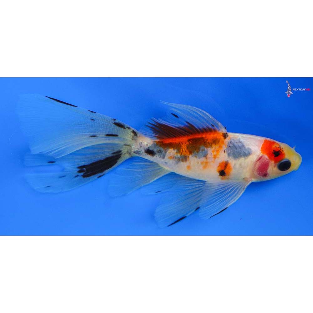 4.5” Imported Bristol Shubunkin | Koi Fish For Sale