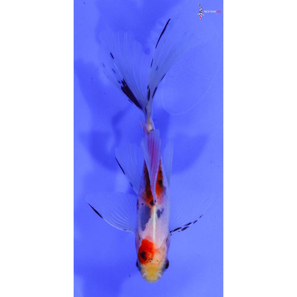 4.5” Imported Bristol Shubunkin | Koi Fish For Sale