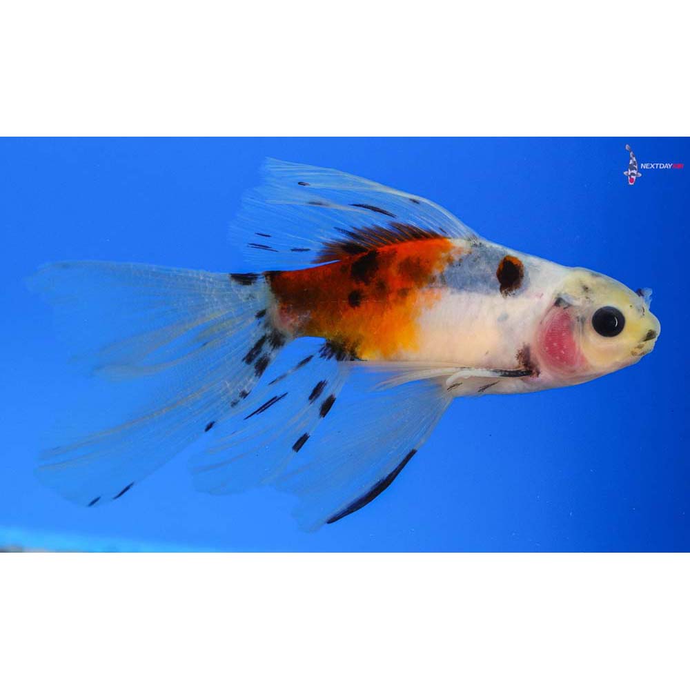 4.5” Imported Male Bristol Shubunkin | Koi Fish For Sale