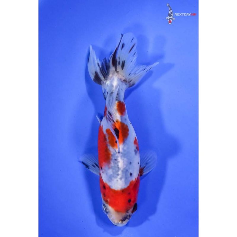 Wakin | Koi Fish For Sale | Next Day Koi