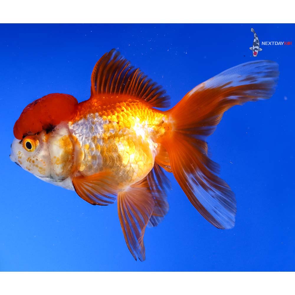 4” Imported Red and White Thai Oranda | Koi Fish For Sale