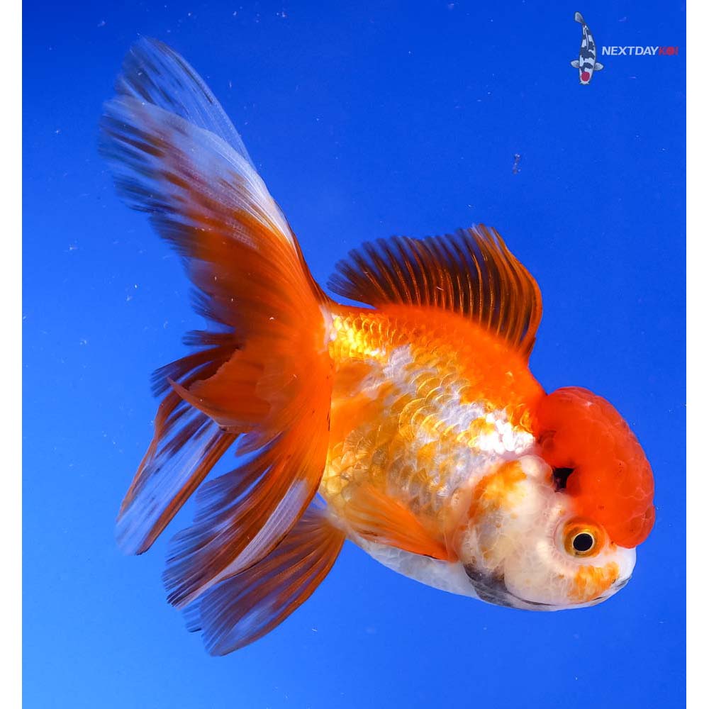 4” Imported Red and White Thai Oranda | Koi Fish For Sale