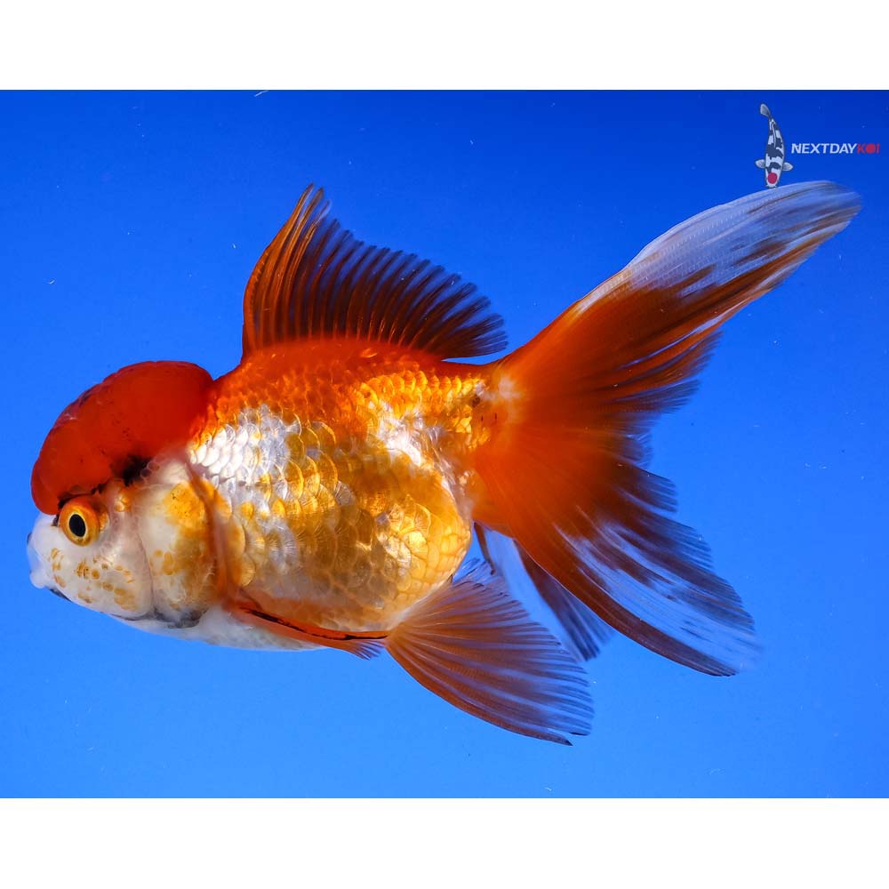 4” Imported Red and White Thai Oranda | Koi Fish For Sale