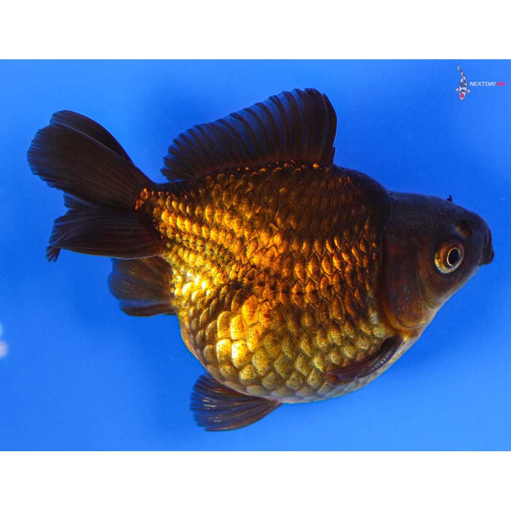 3.5” Imported Black Ryukin | Koi Fish For Sale