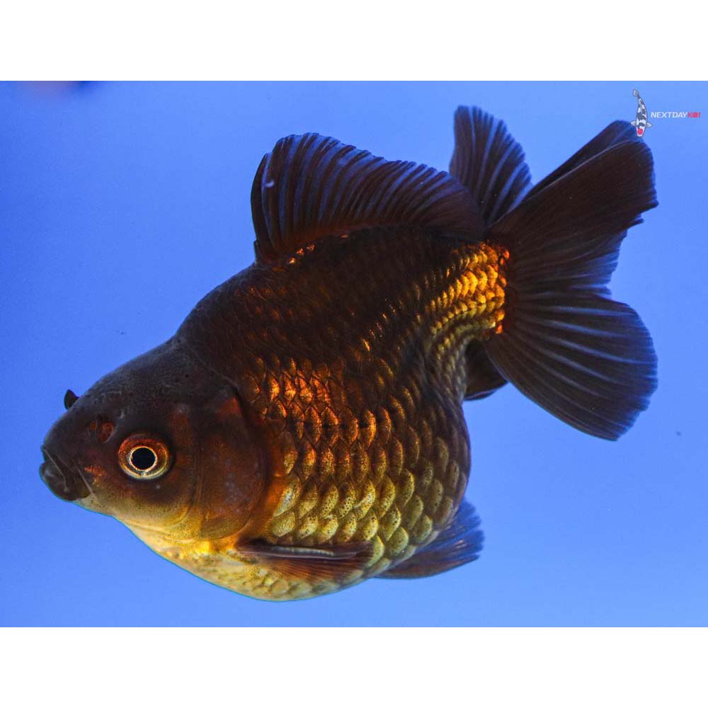 3.5” Imported Black Ryukin | Koi Fish For Sale