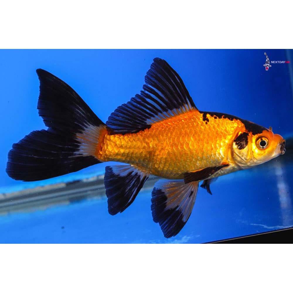 5.5” Imported Red and Black Bristol Finned Comet | Koi Fish For Sale
