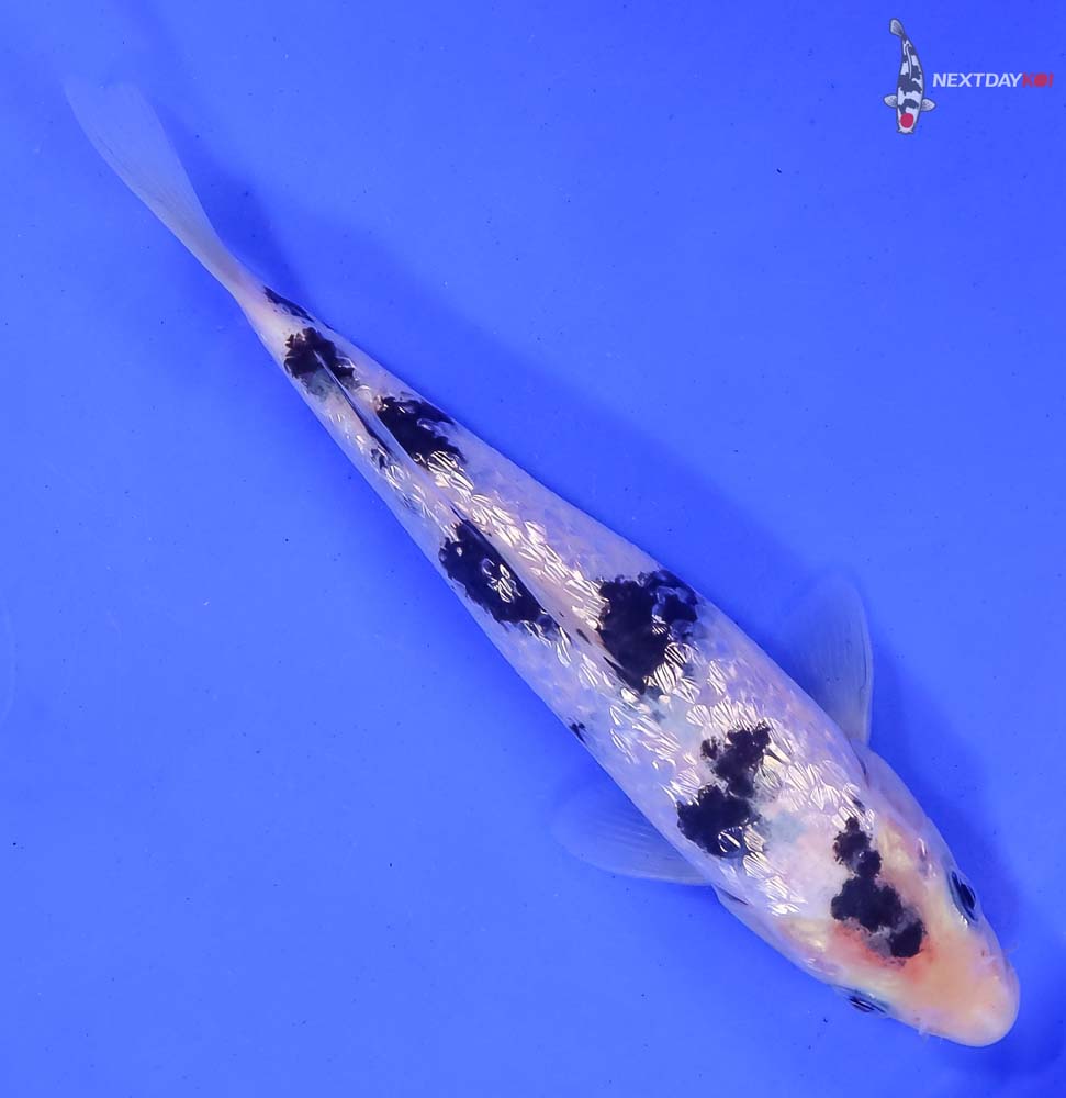 7” Imported Gin Rin Shiro Bekko | Koi Fish For Sale