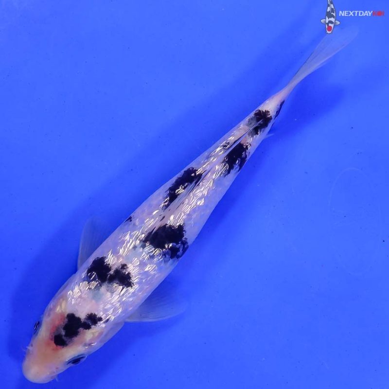 7” Imported Gin Rin Shiro Bekko | Koi Fish For Sale