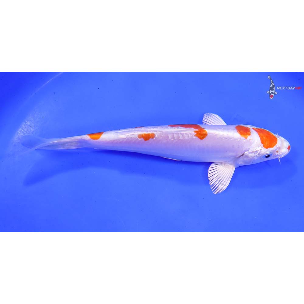 7” Imported Kikusui | Koi Fish For Sale