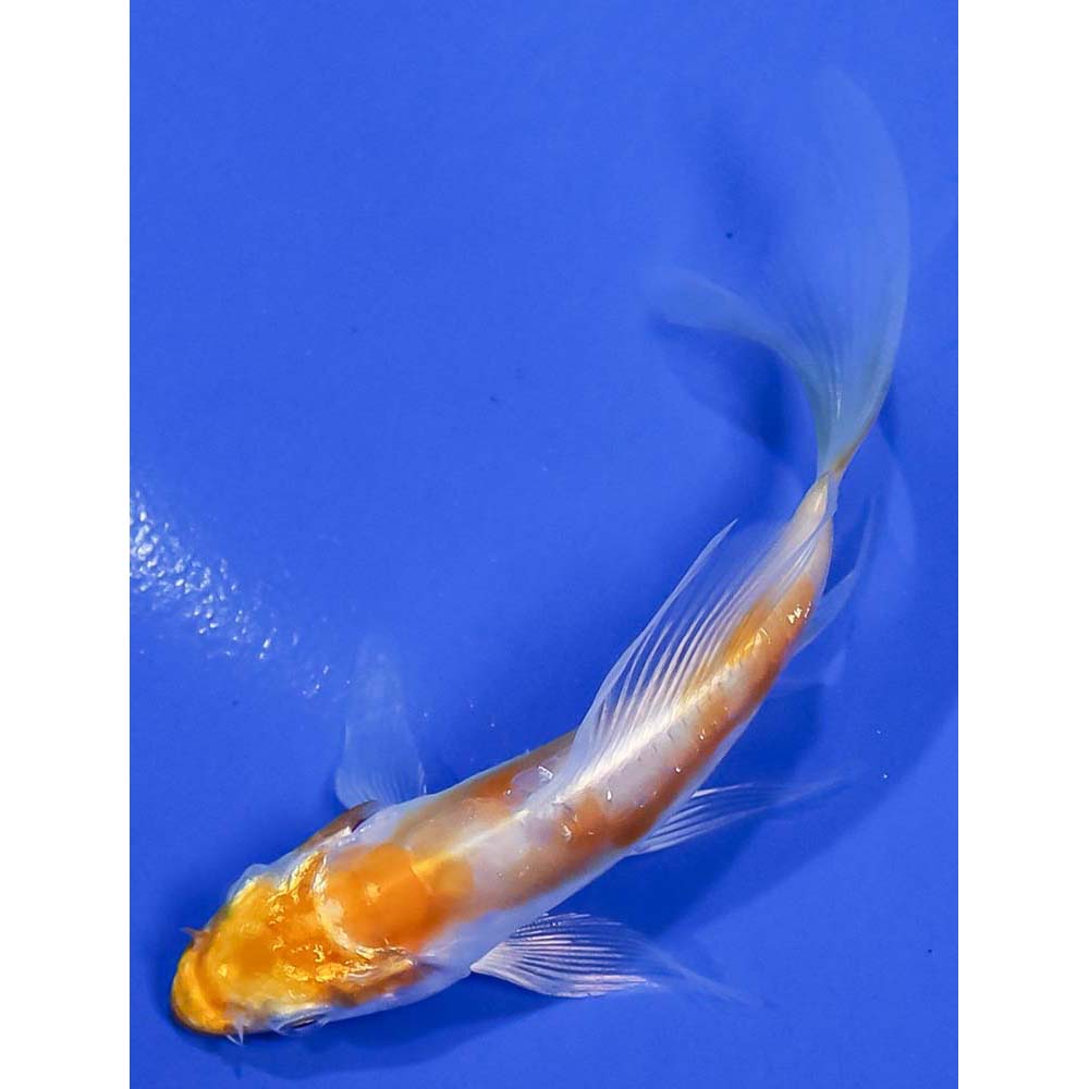 3.5” Doitsu Lemon Hariwake Butterfly Koi | Koi Fish For Sale