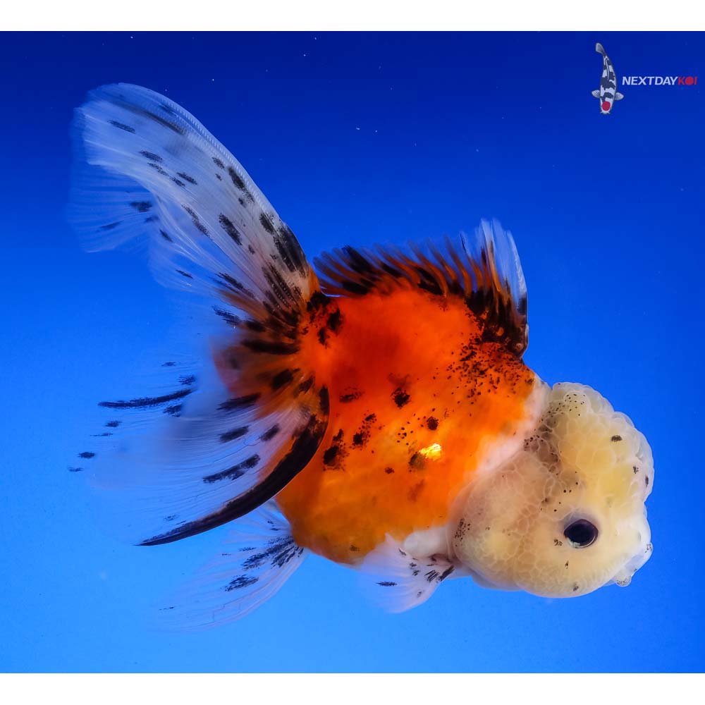 5” Imported Calico Oranda | Koi Fish For Sale