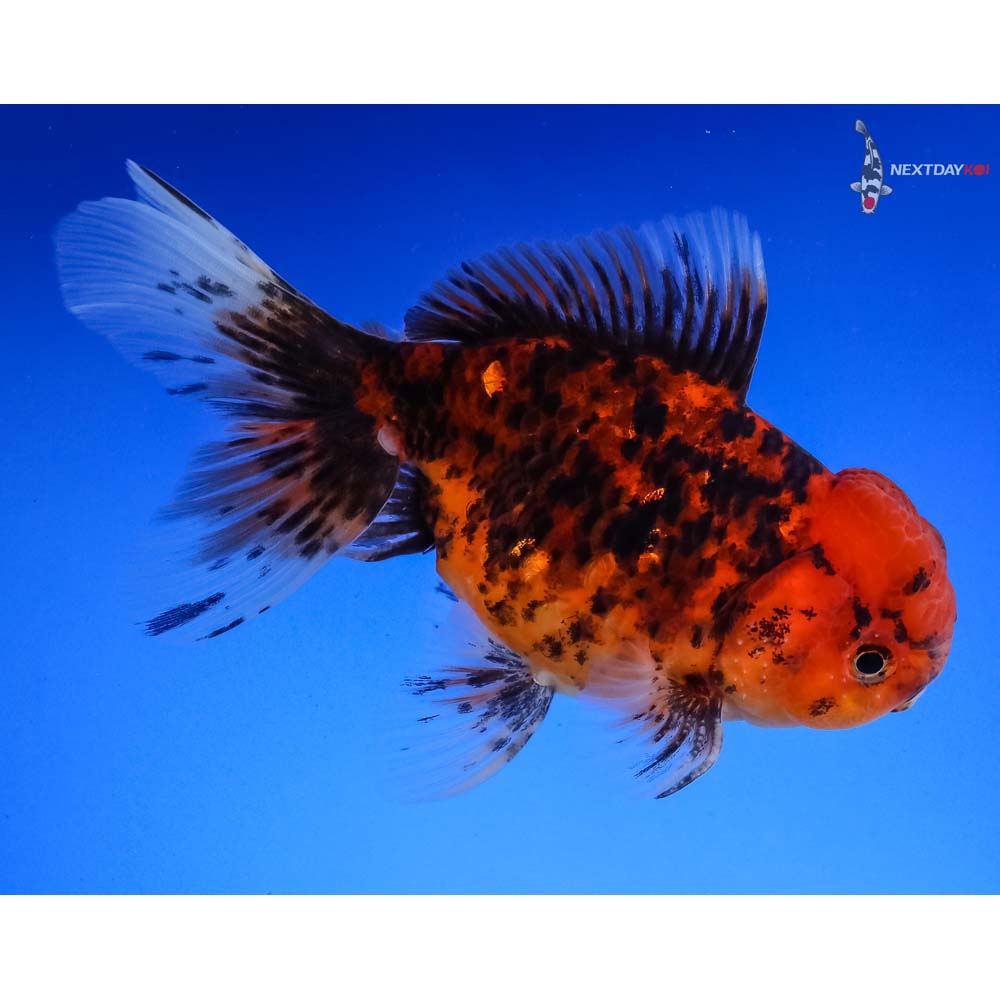 5” Imported Male Calico Oranda | Koi Fish For Sale