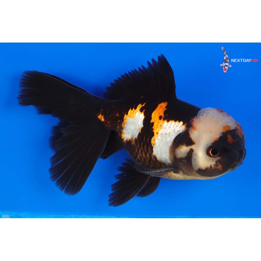 4” Imported Male Tri Color Oranda | Koi Fish For Sale
