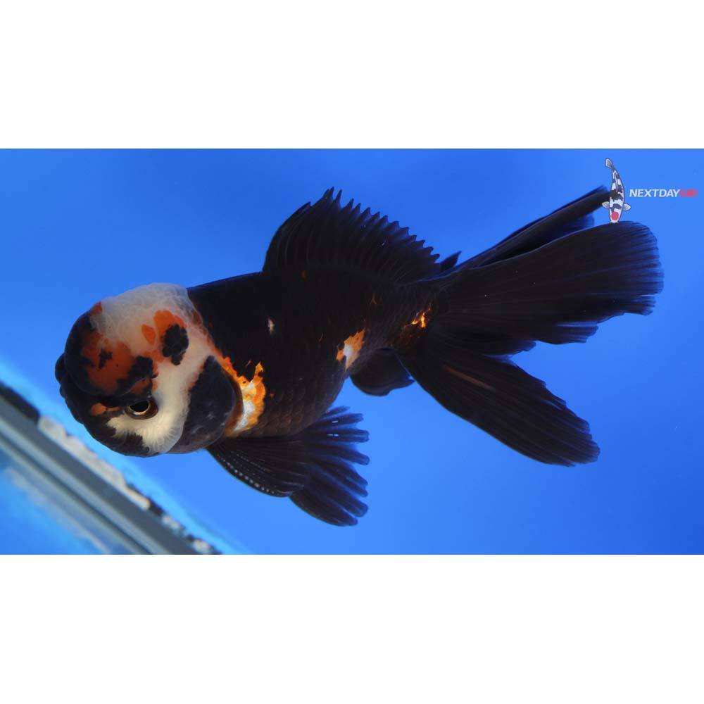 4” Imported Male Tri Color Oranda | Koi Fish For Sale