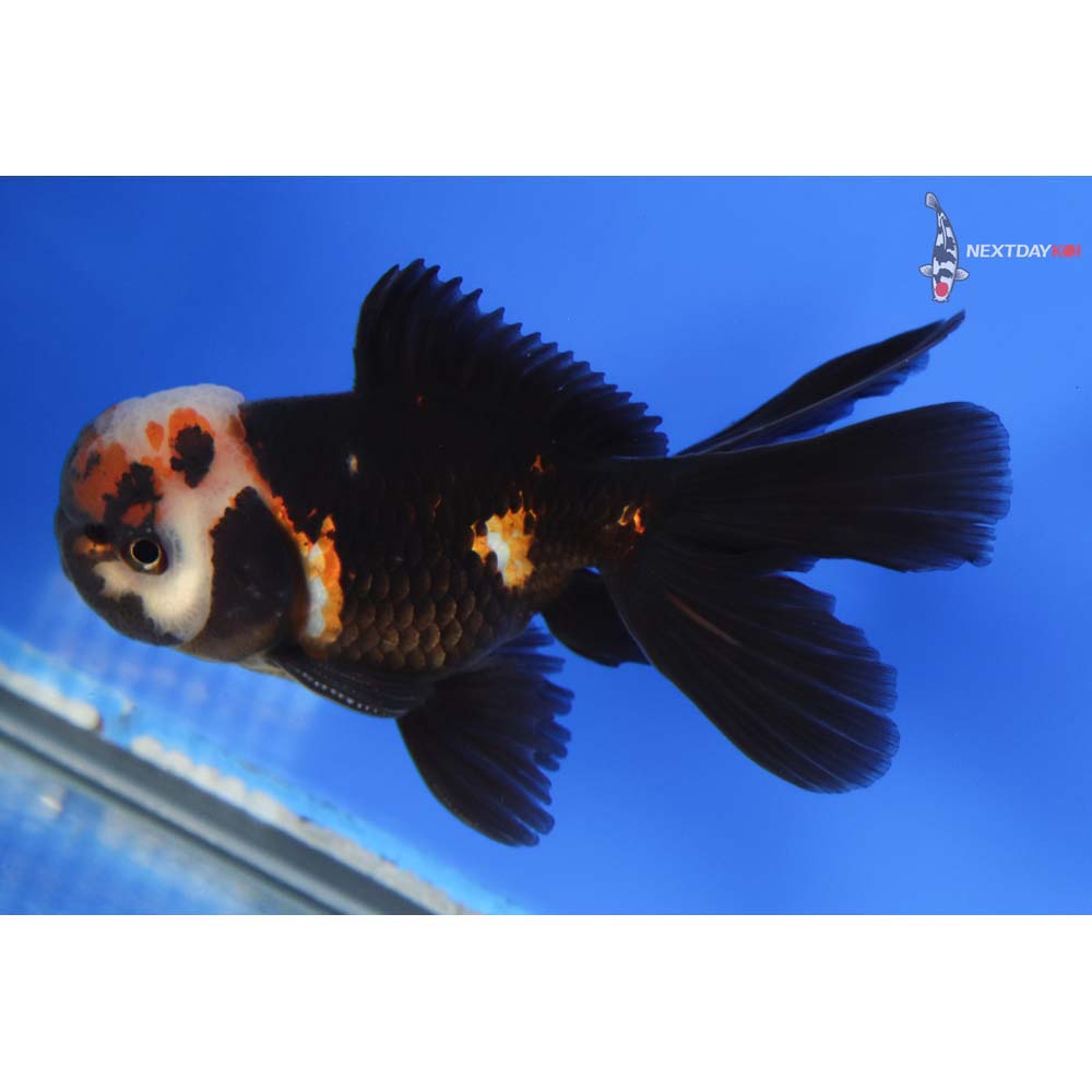 4” Imported Male Tri Color Oranda | Koi Fish For Sale