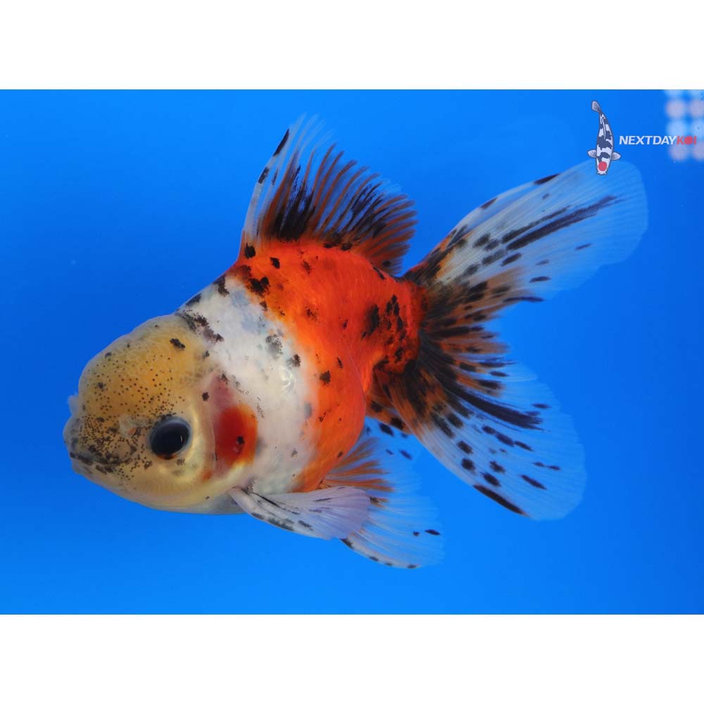 4.5” Imported Male Calico Oranda | Koi Fish For Sale