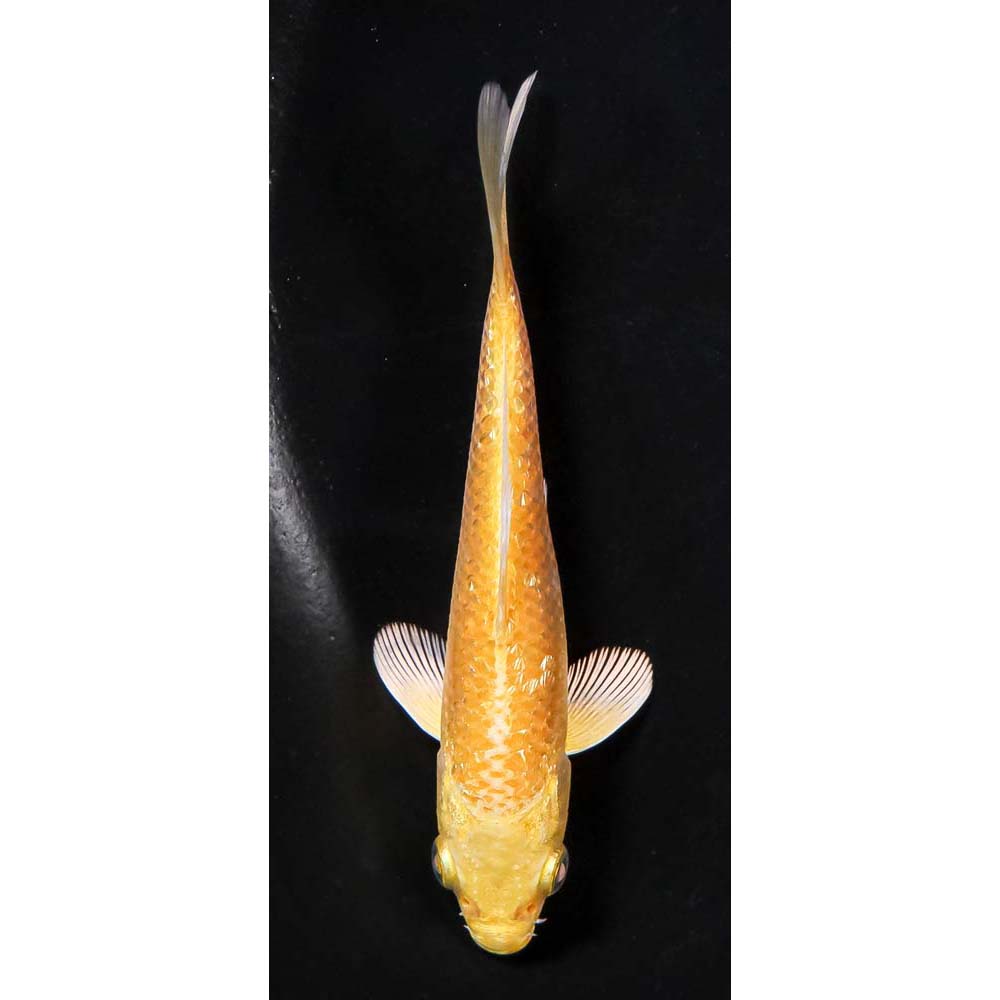 4” Imported Gin Rin Yamabuki Ogon | Koi Fish For Sale