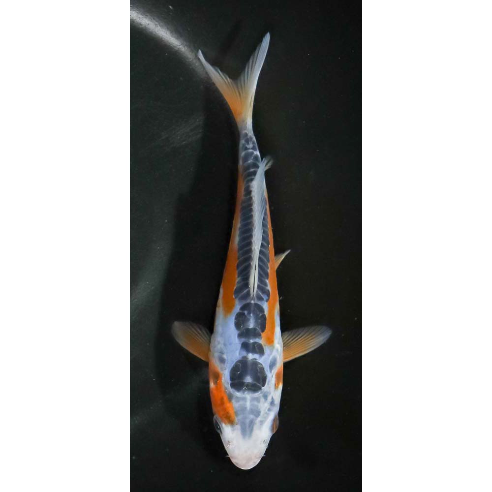 6” Shusui | Koi Fish For Sale