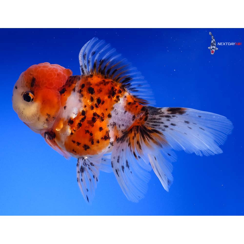 4.5” Imported Male Calico Oranda | Koi Fish For Sale