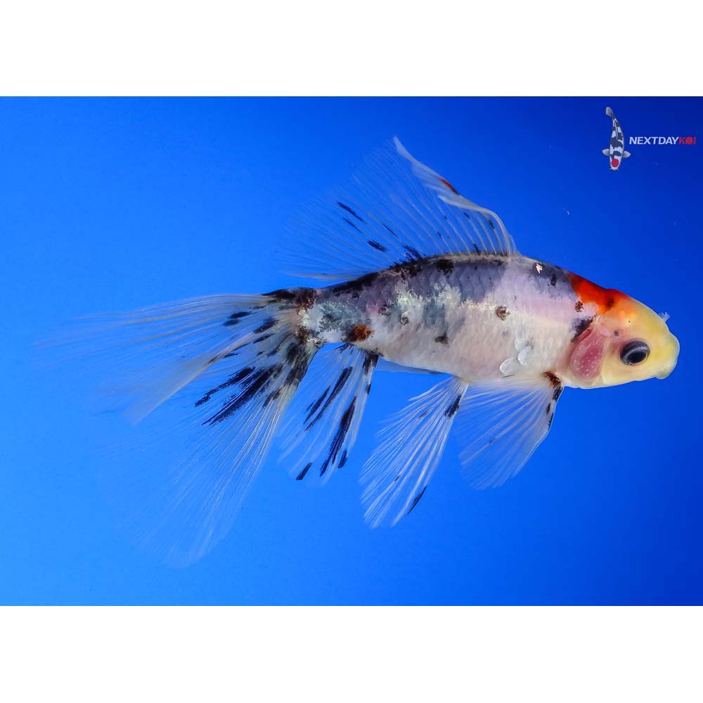 4” Imported Male Bristol Shubunkin | Koi Fish For Sale