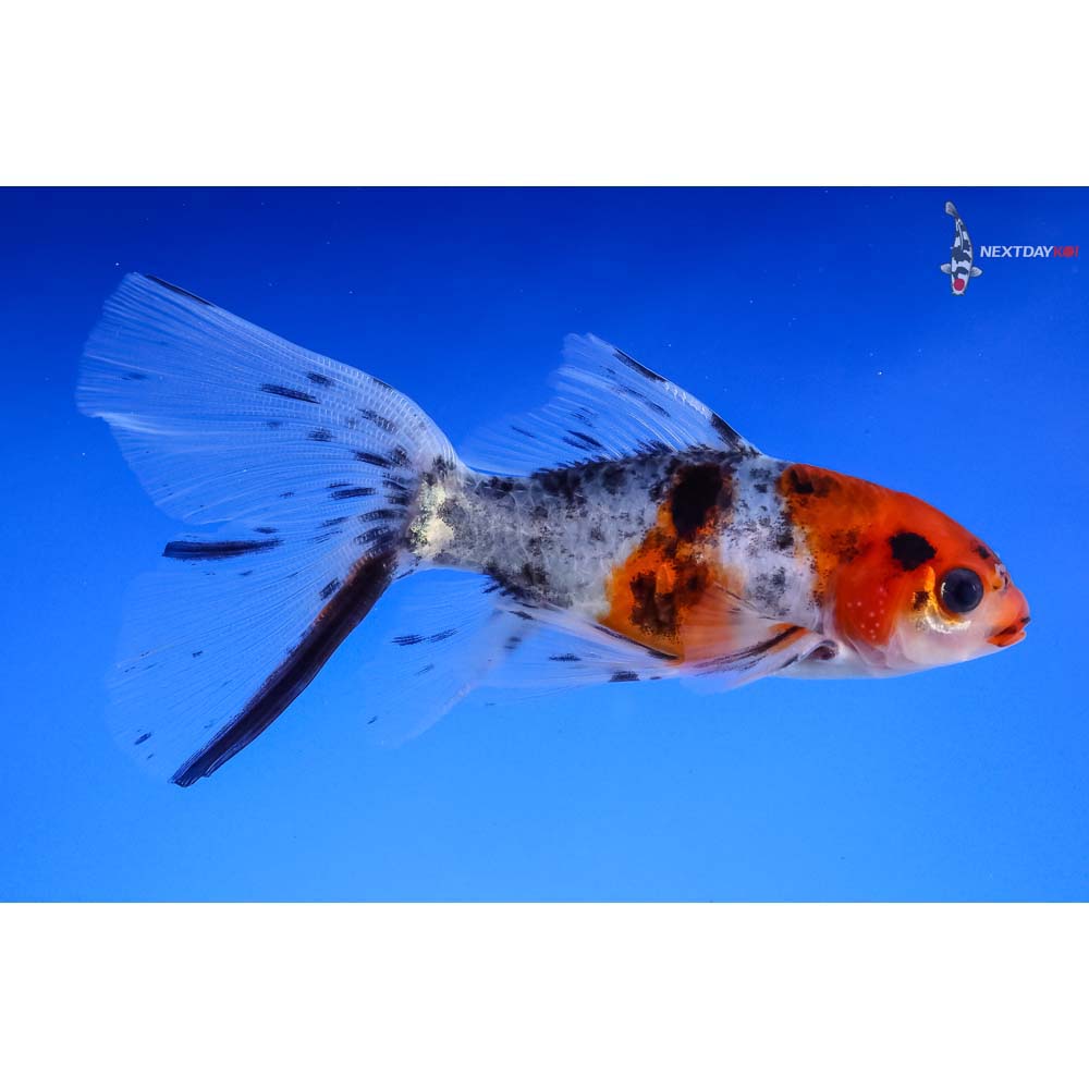 4” Imported Male Bristol Shubunkin | Koi Fish For Sale