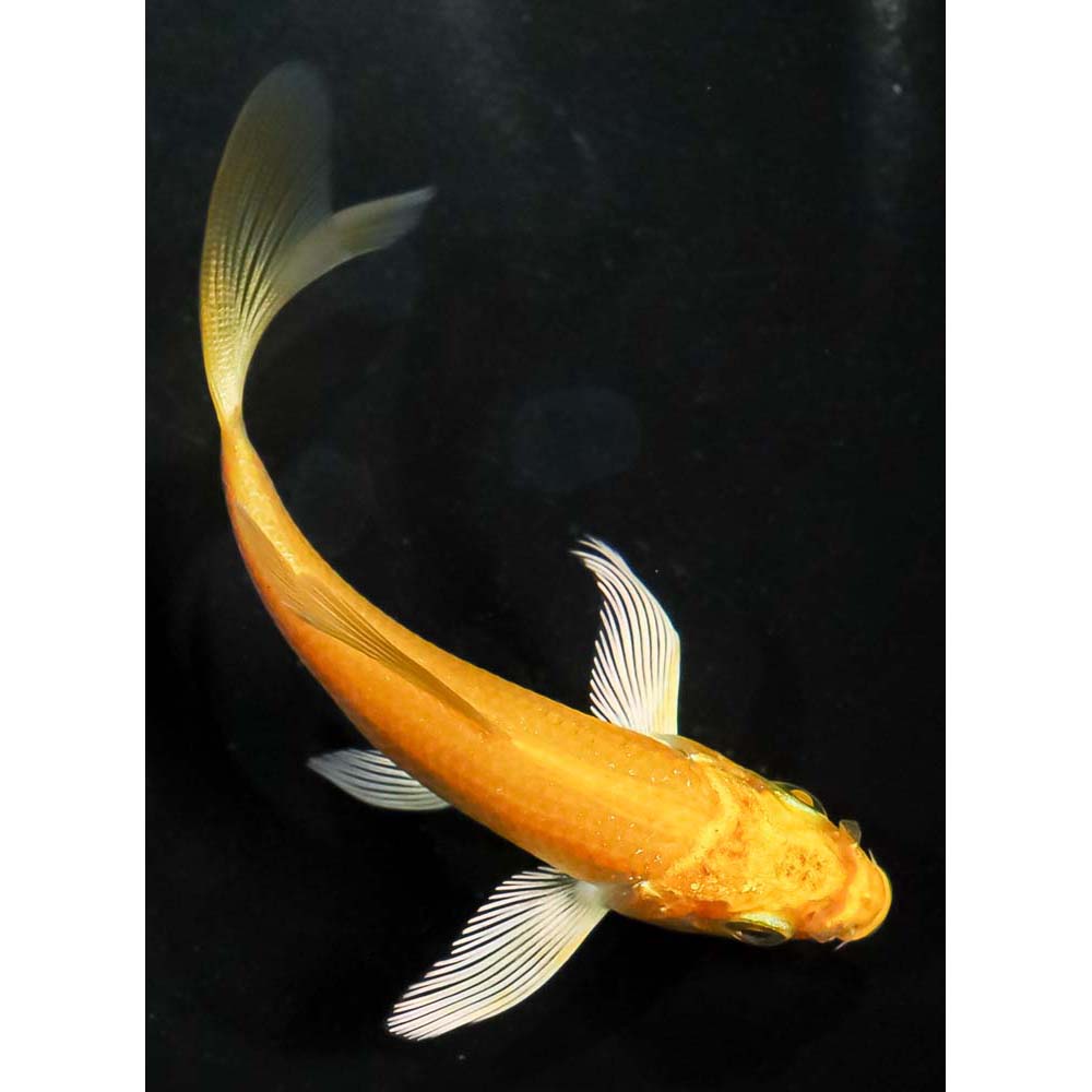 3.5” Imported Yamabuki Ogon Butterfly Koi | Koi Fish For Sale