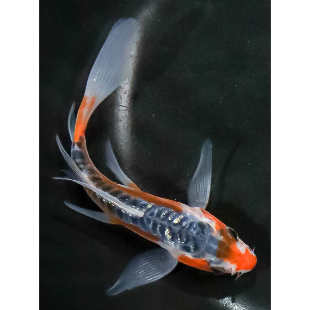 5” Imported Gin Rin Shusui Butterfly Koi | Koi Fish For Sale
