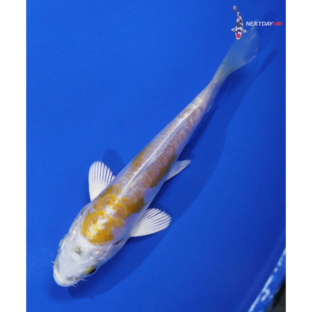 4” Imported Doitsu Lemon Hariwake | Koi Fish For Sale