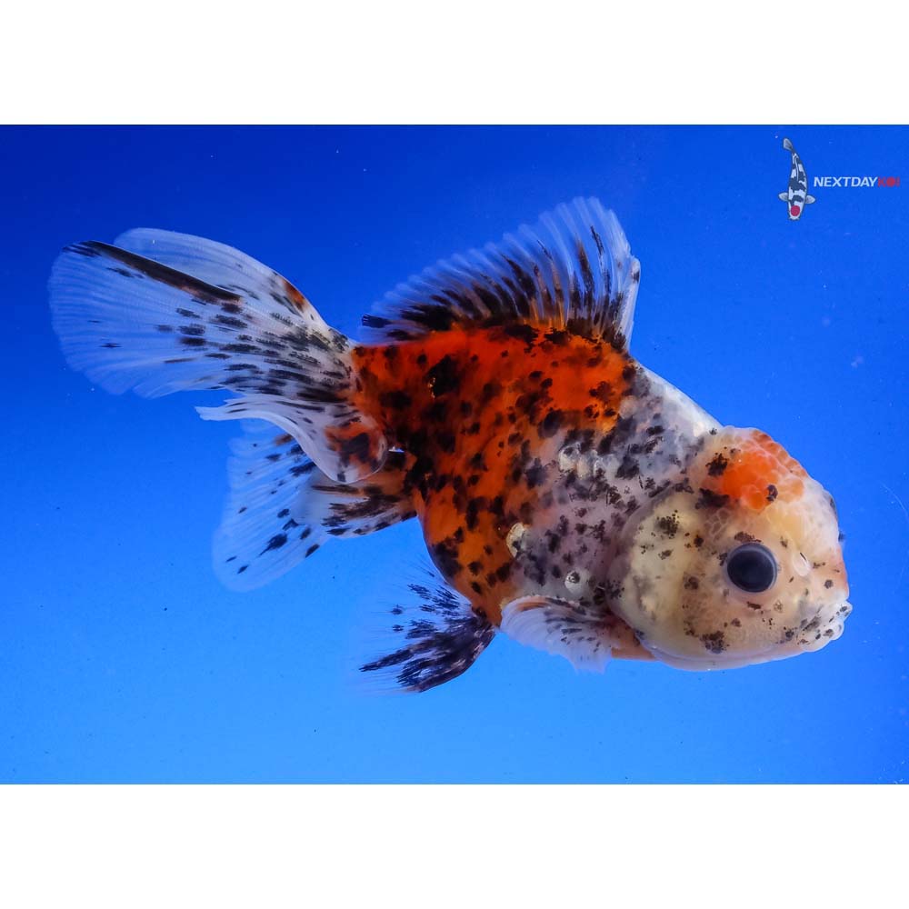 4.5” Imported Male Calico Oranda | Koi Fish For Sale