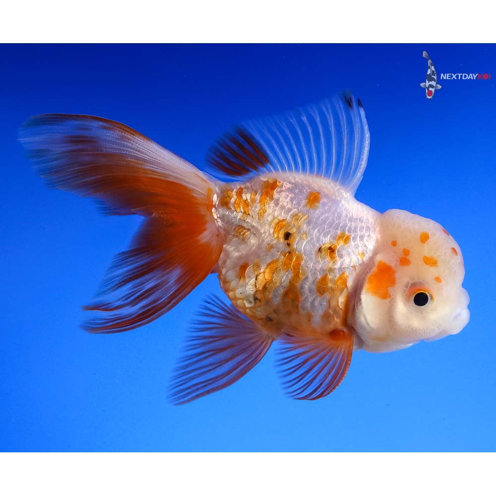 4” Imported Male Red and White Oranda | Koi Fish For Sale