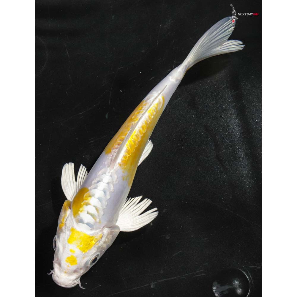 6” Imported Doitsu Lemon Hariwake | Koi Fish For Sale