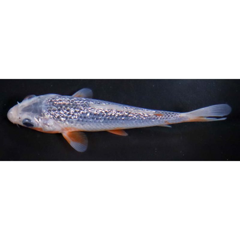 5” Gin Rin Asagi | Koi Fish For Sale