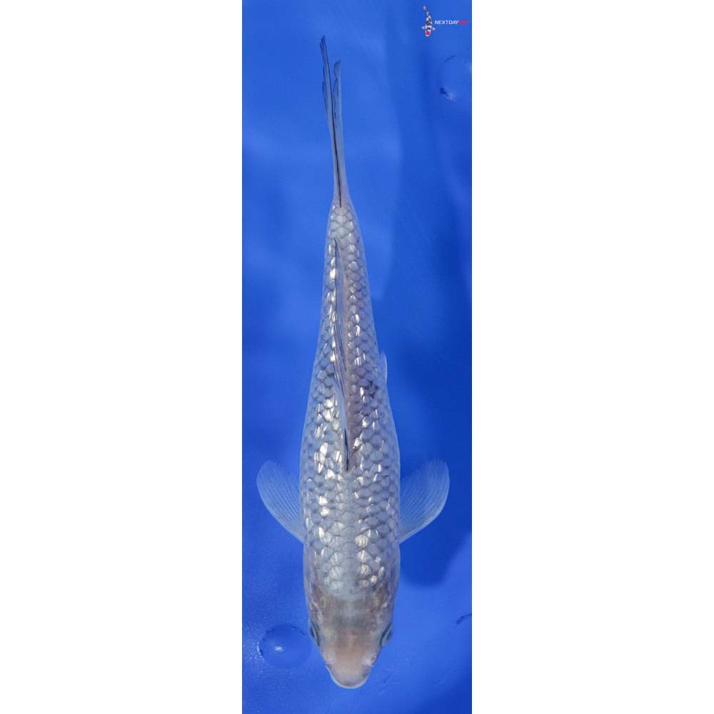 8” Imported Gin Rin Soragoi | Koi Fish For Sale