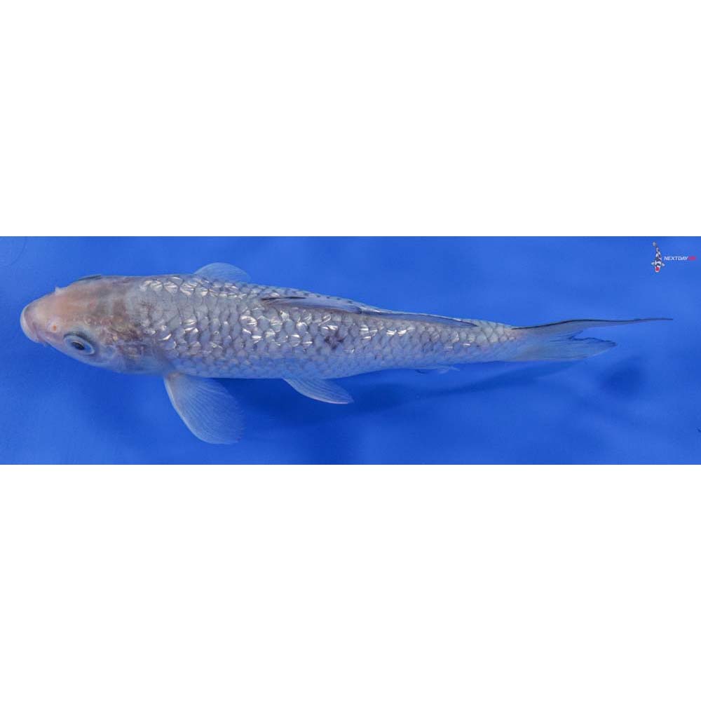 8” Imported Gin Rin Soragoi | Koi Fish For Sale