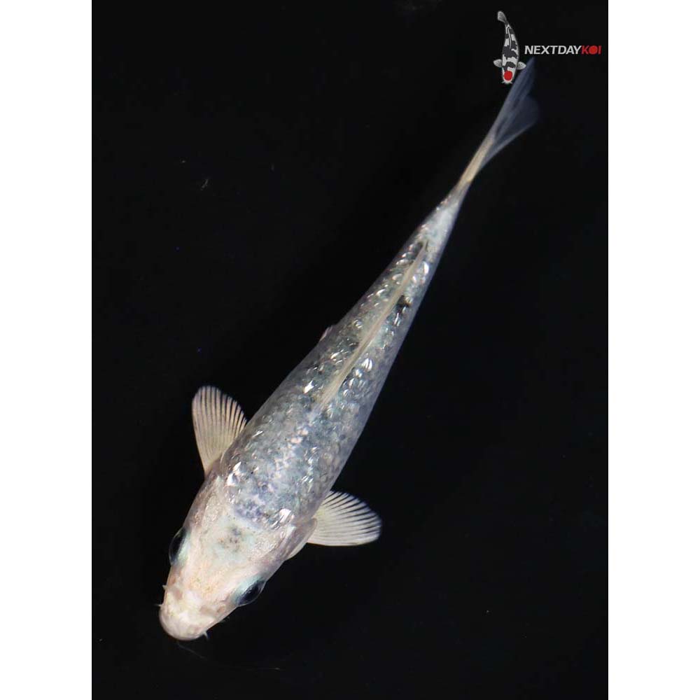 4” Imported Gin Rin Gin Shiro Bekko | Koi Fish For Sale