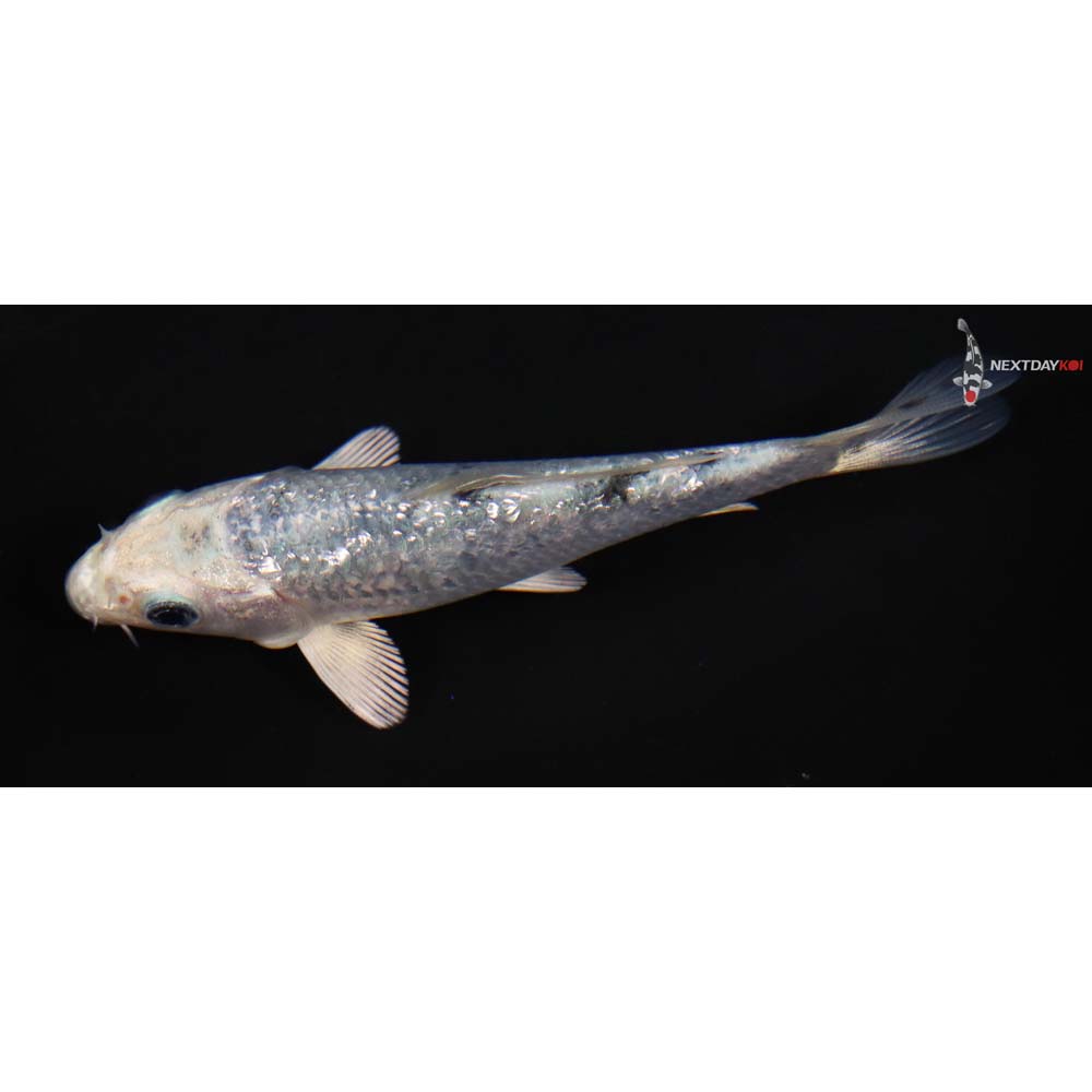 4” Imported Gin Rin Gin Shiro Bekko | Koi Fish For Sale