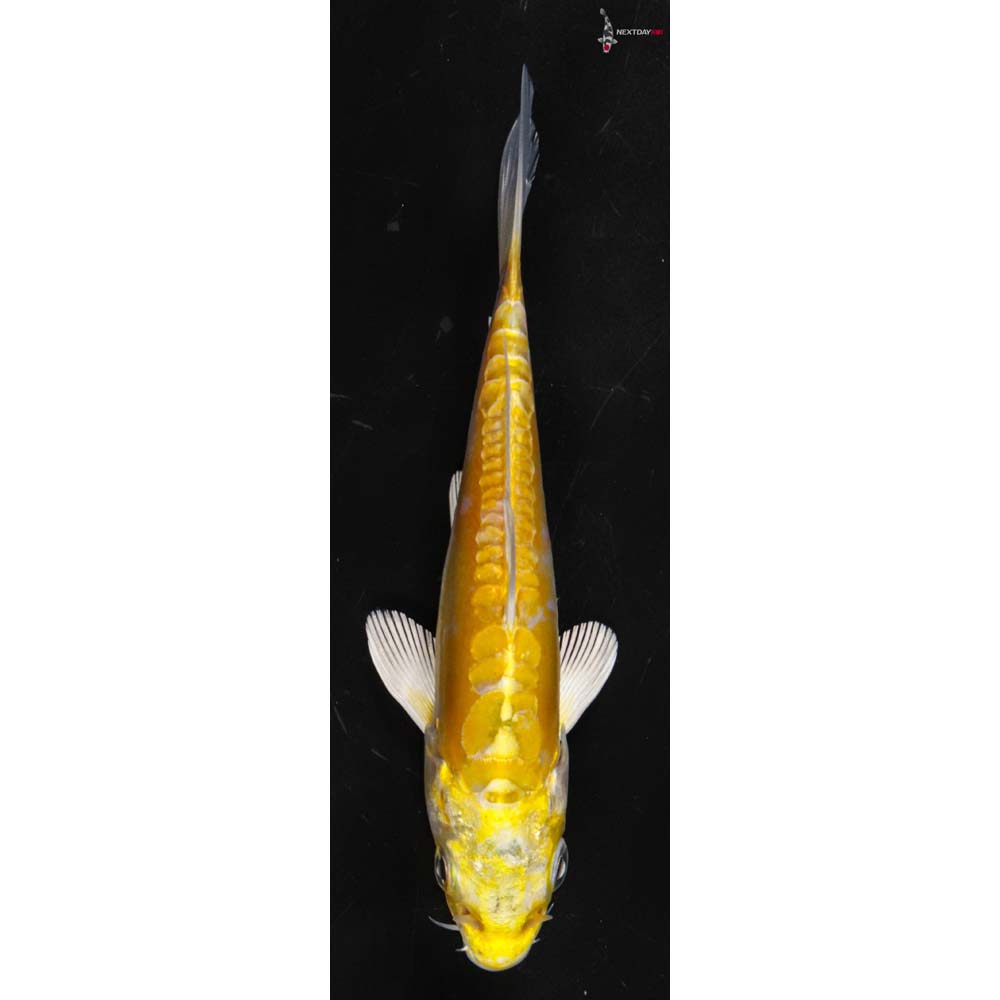 5” Imported Doitsu Yamabuki Ogon | Koi Fish For Sale