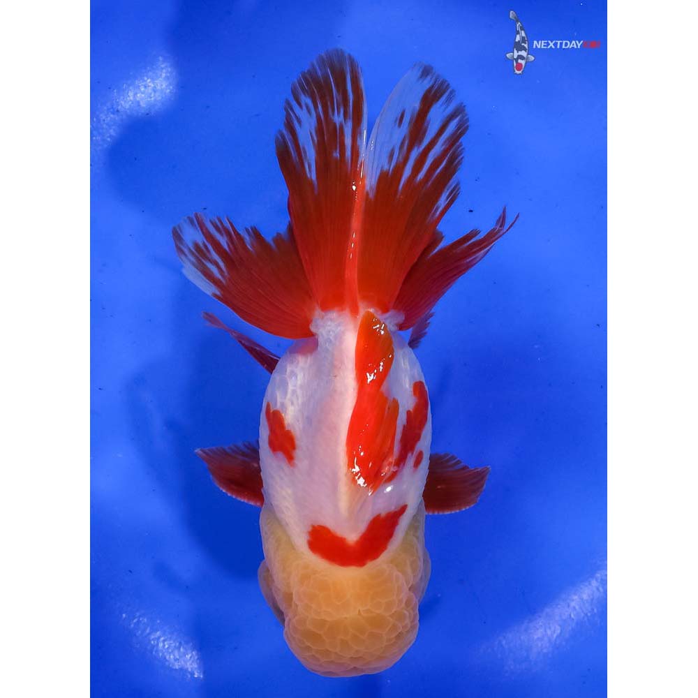 5” Imported Male Red and White Oranda | Koi Fish For Sale