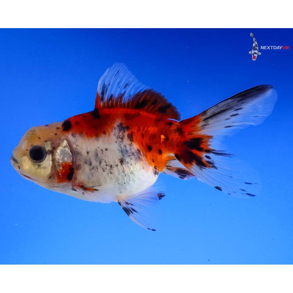 4” Imported Male Calico Oranda | Koi Fish For Sale