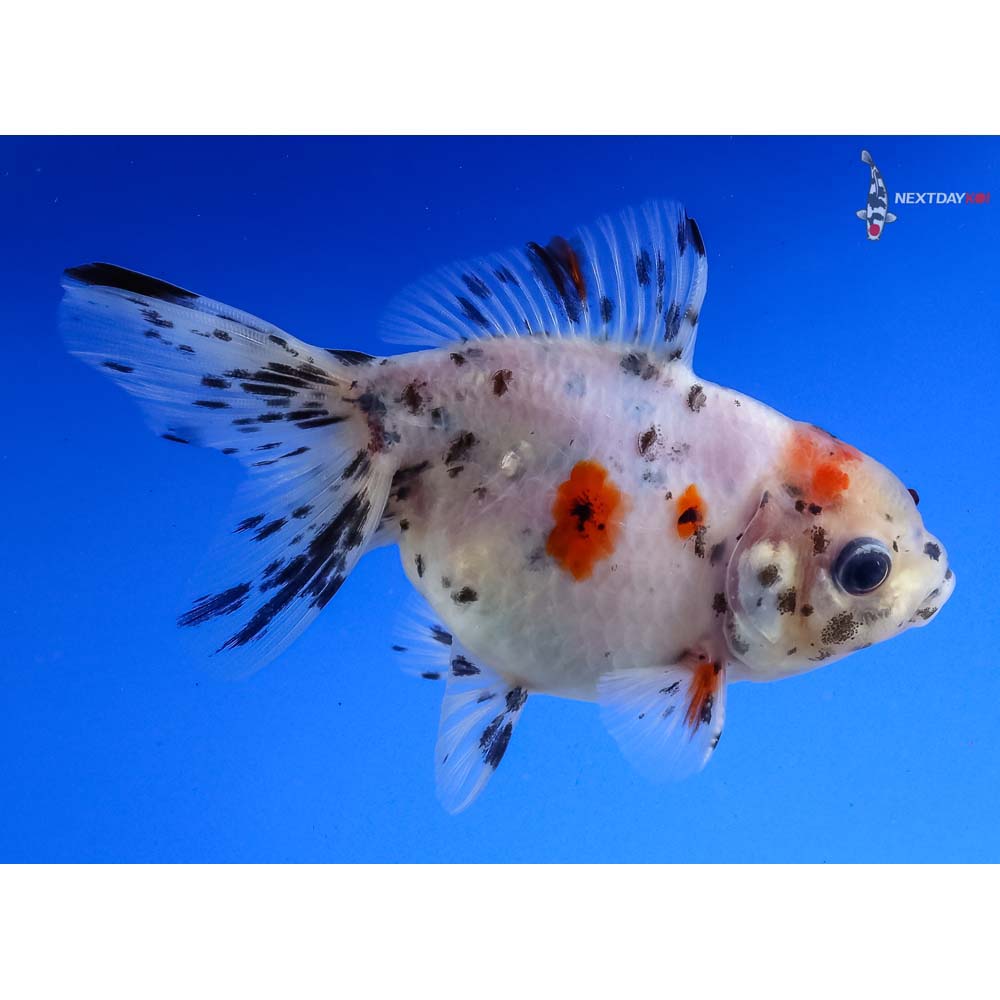 4” Imported Male Calico Oranda | Koi Fish For Sale