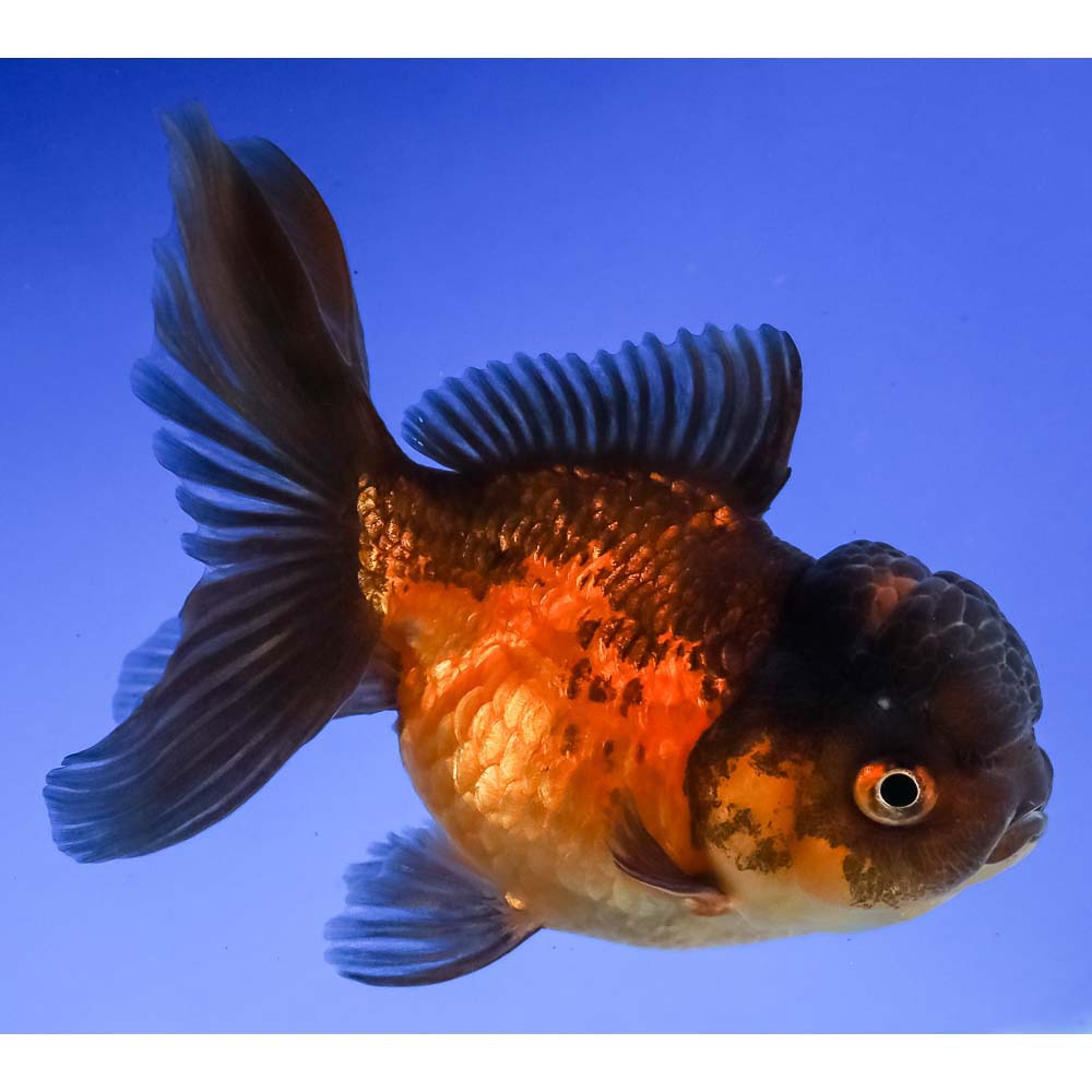 4” Imported Red and Black Oranda | Koi Fish For Sale
