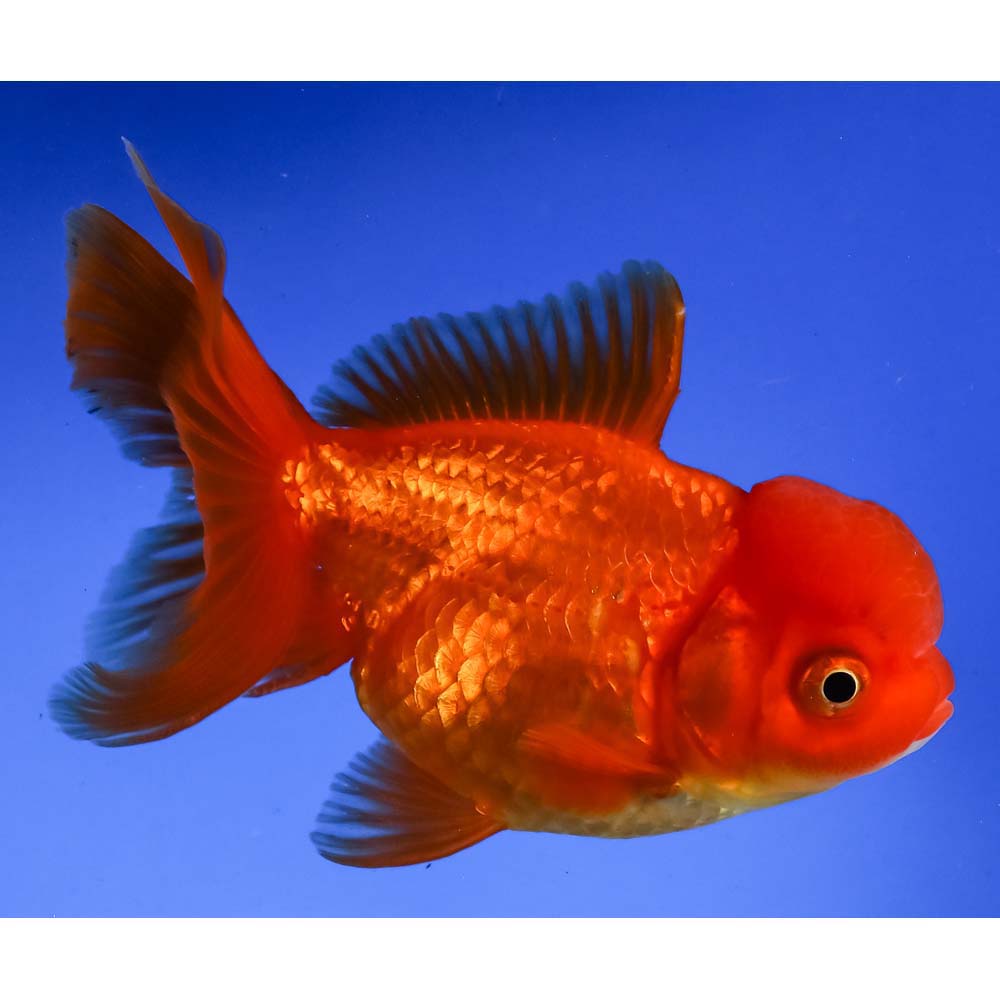 4” Imported Red Thai Oranda | Koi Fish For Sale