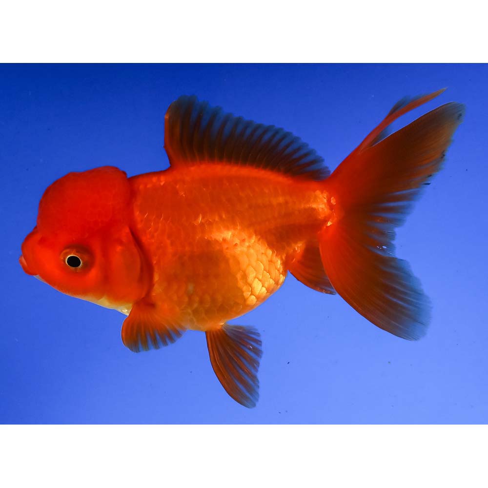 4” Imported Red Thai Oranda | Koi Fish For Sale
