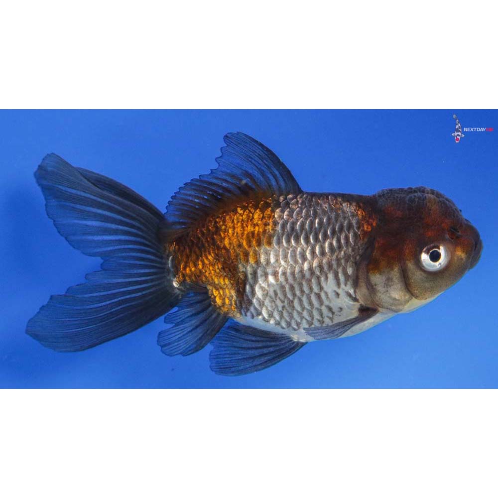 4” Imported Blue Oranda | Koi Fish For Sale